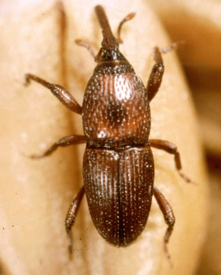 Pest identification Services | Pest Fumigation Ltd.